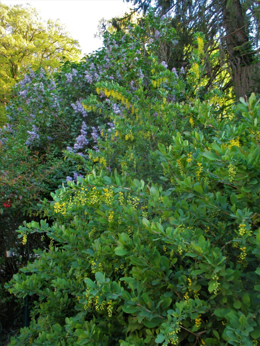 Quel est cet arbuste épineux et parfumé ? – Un jardin en forêt de Darney