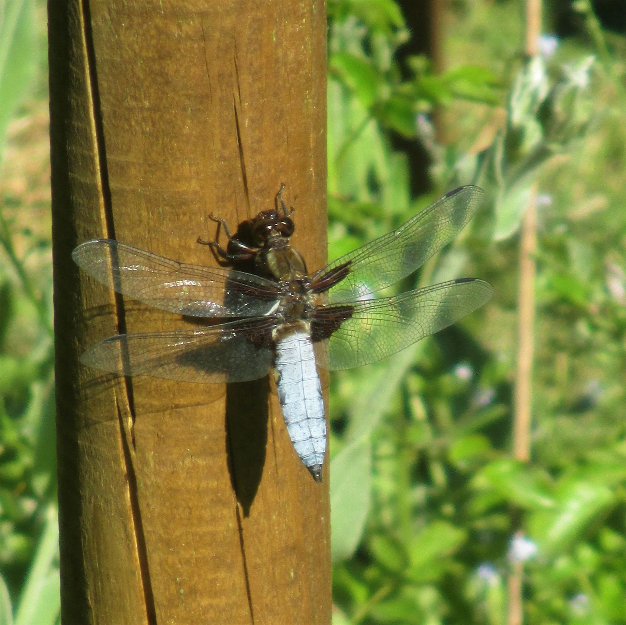 La grande libellule – Un jardin en forêt de Darney