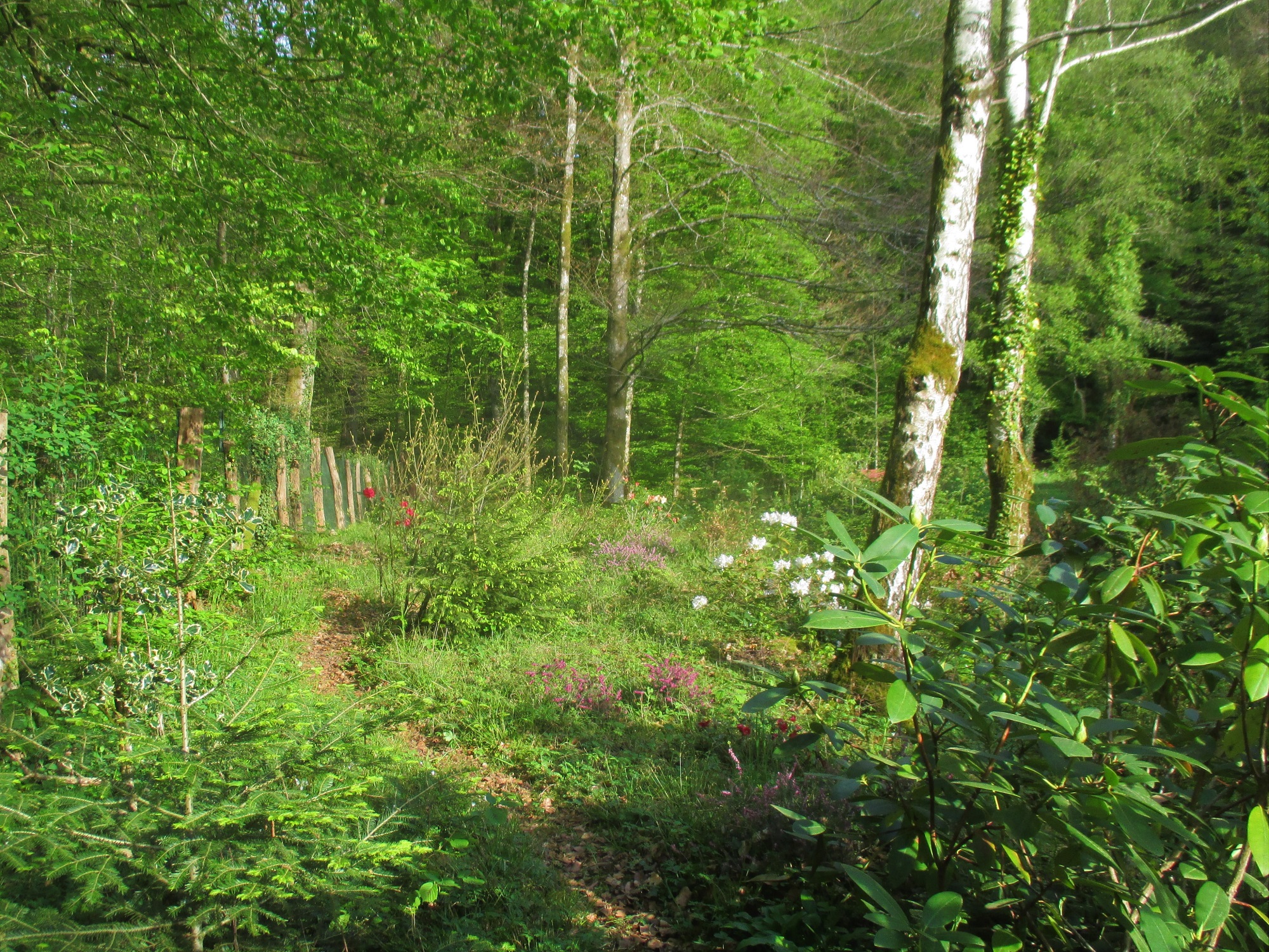 The Wild – Un jardin en forêt de Darney